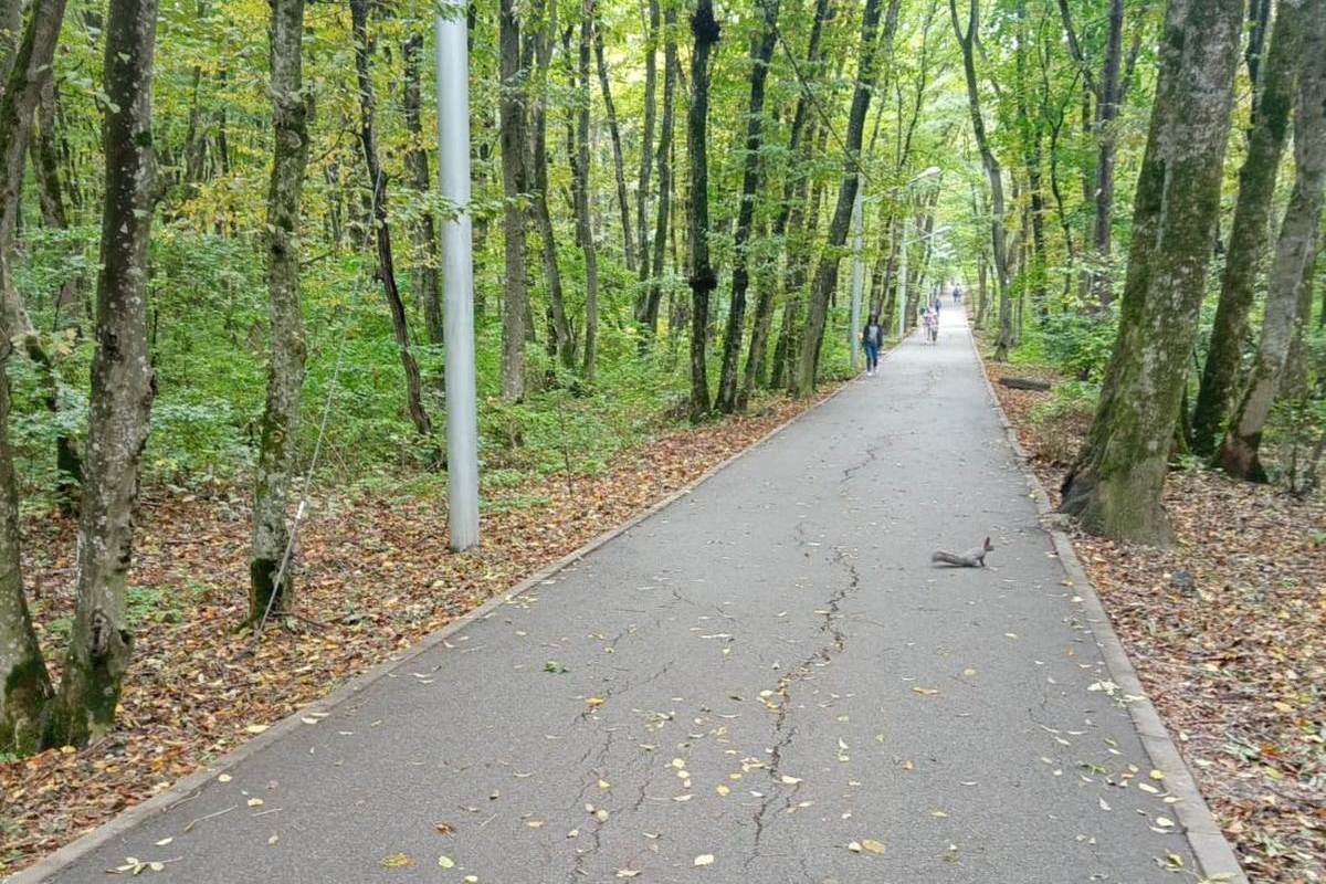 Новые площадки для выгула собак появятся в Ставрополе - МК Ставрополь ...