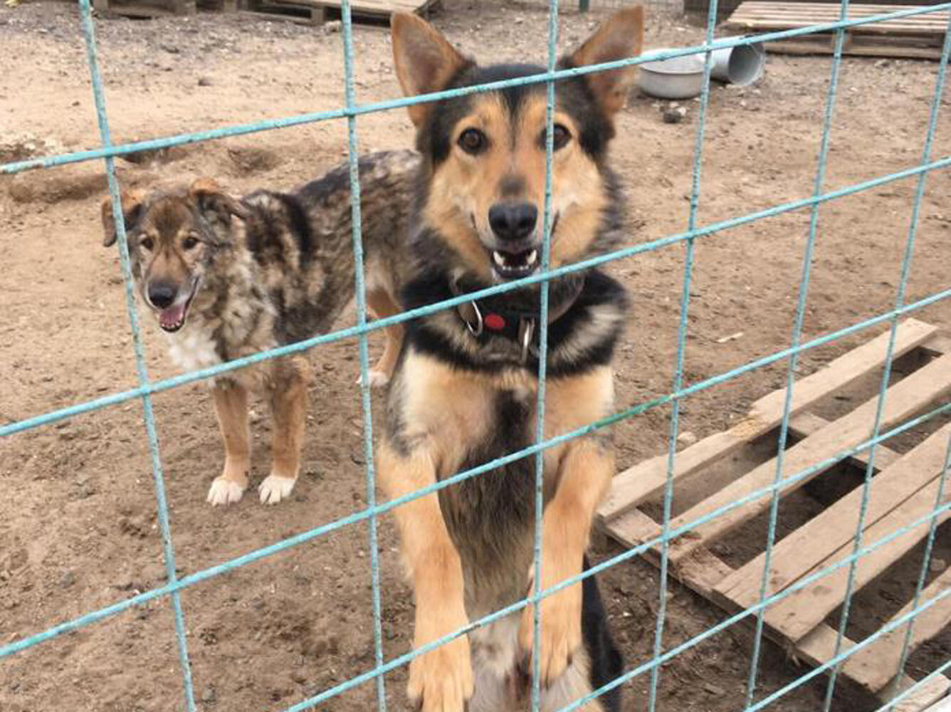 Волонтеры и журналисты посетили собачий приют: фото хвостатых друзей