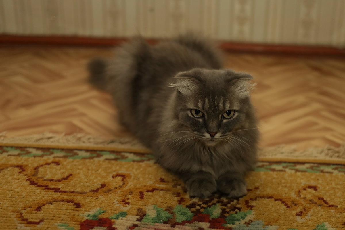 Чужой кот спас жизнь женщине, предупредив о раковой опухоли - МК