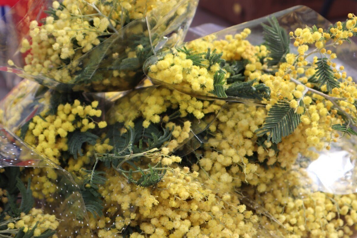 Россельхоз сообщил о возобновление импорта абхазской мимозы в Сочи - МК ...