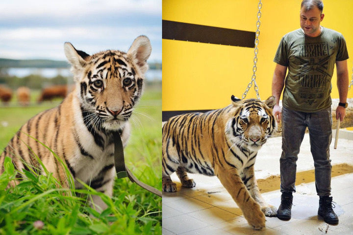 Очаровательному тигру Коте из Карельского зоопарка исполнилось два года ...