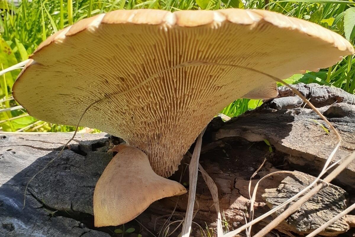 Ярославцам рассказали о редких грибах, которые нашли в Гаврилов-Ямском ...