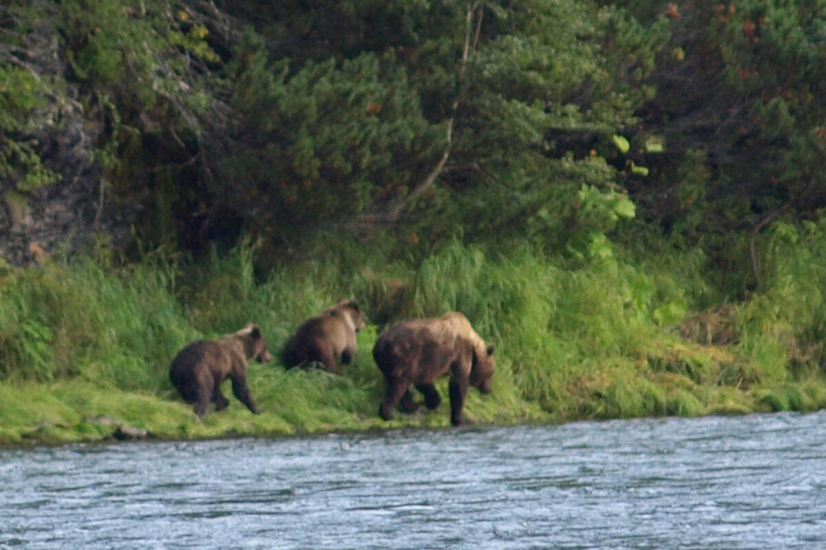 «Приходят тихо и незаметно»: после нападения медведей в Южно-Сахалинске ...