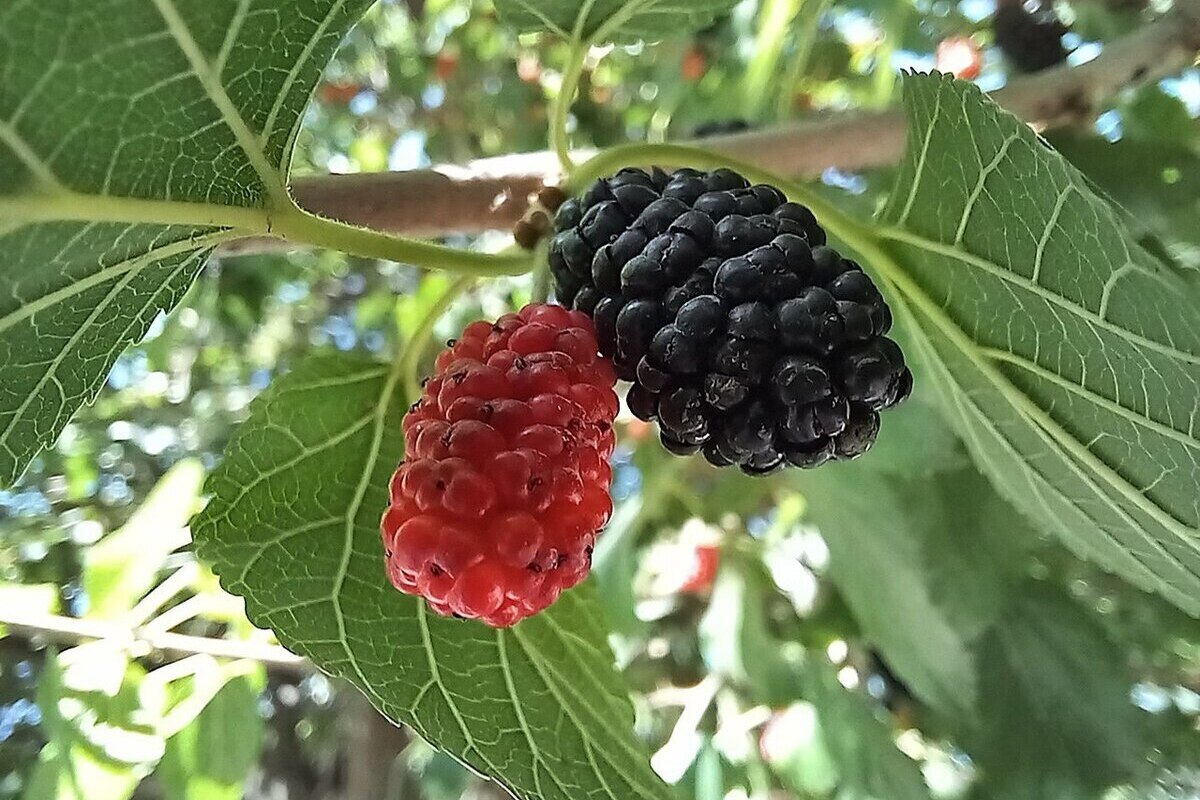 Мучительно скончались: в Саратовской области от отравления шелковицей ...