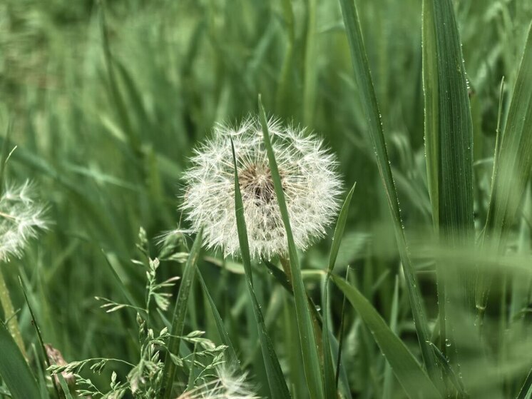 Дождя в Хабаровске 29 июля не ожидается - МК Хабаровск