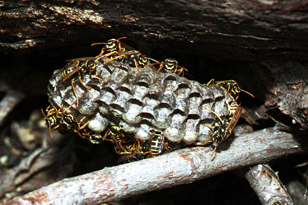 В США обнаружили радиоактивный осиный улей на бывшем ядерном объекте - МК