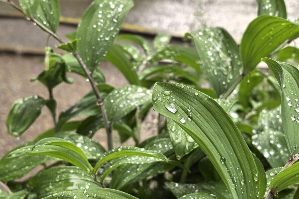 В Хабаровске на 3 августа обещают небольшой дождь - МК Хабаровск