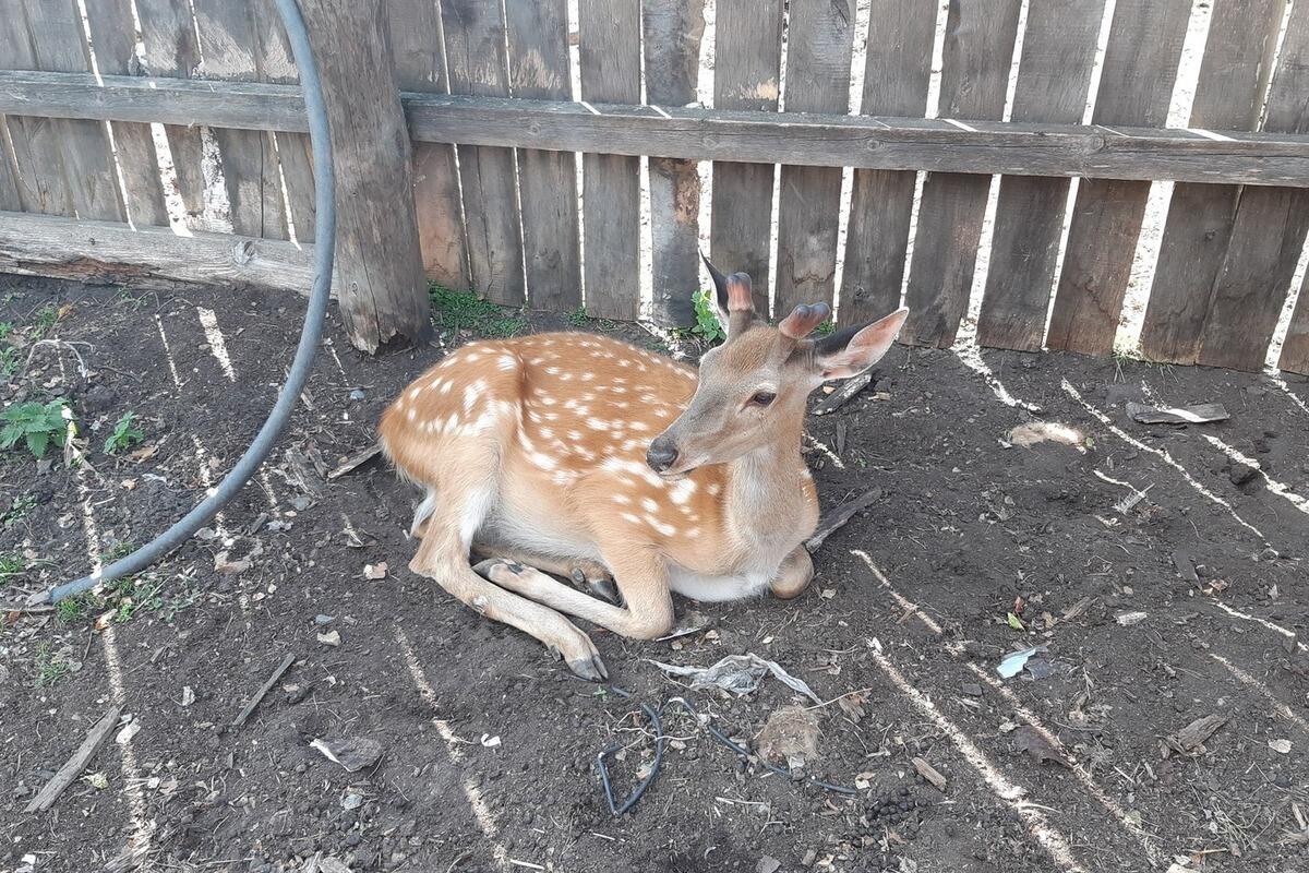 Численность оленей, косуль и зайцев увеличилась в Свердловской области ...