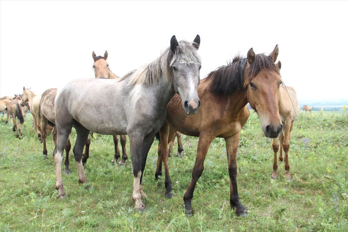 В Башкирии задержали мужчину за попытку украсть и разделать лошадь - МК Уфа
