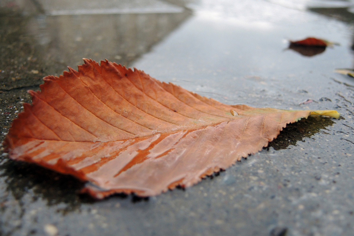 Биологи предупредили москвичей о необычном листопаде - МК