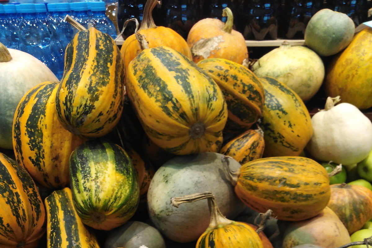 Саратовский Роспотребнадзор: употребление незрелой тыквы опасно для ...