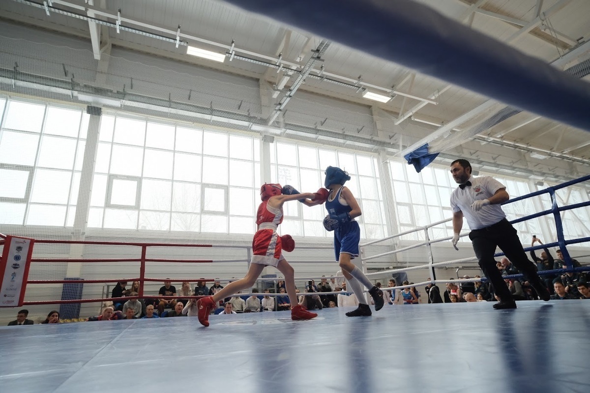 Волгоградки выиграли медали на всероссийском турнире по боксу - МК ...