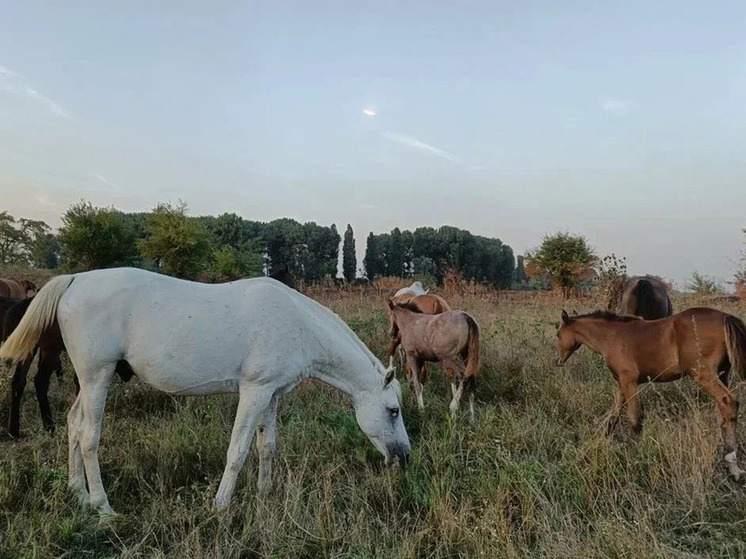 Лошадиное здоровье: как благородные животные помогают детям - МК на Кубани